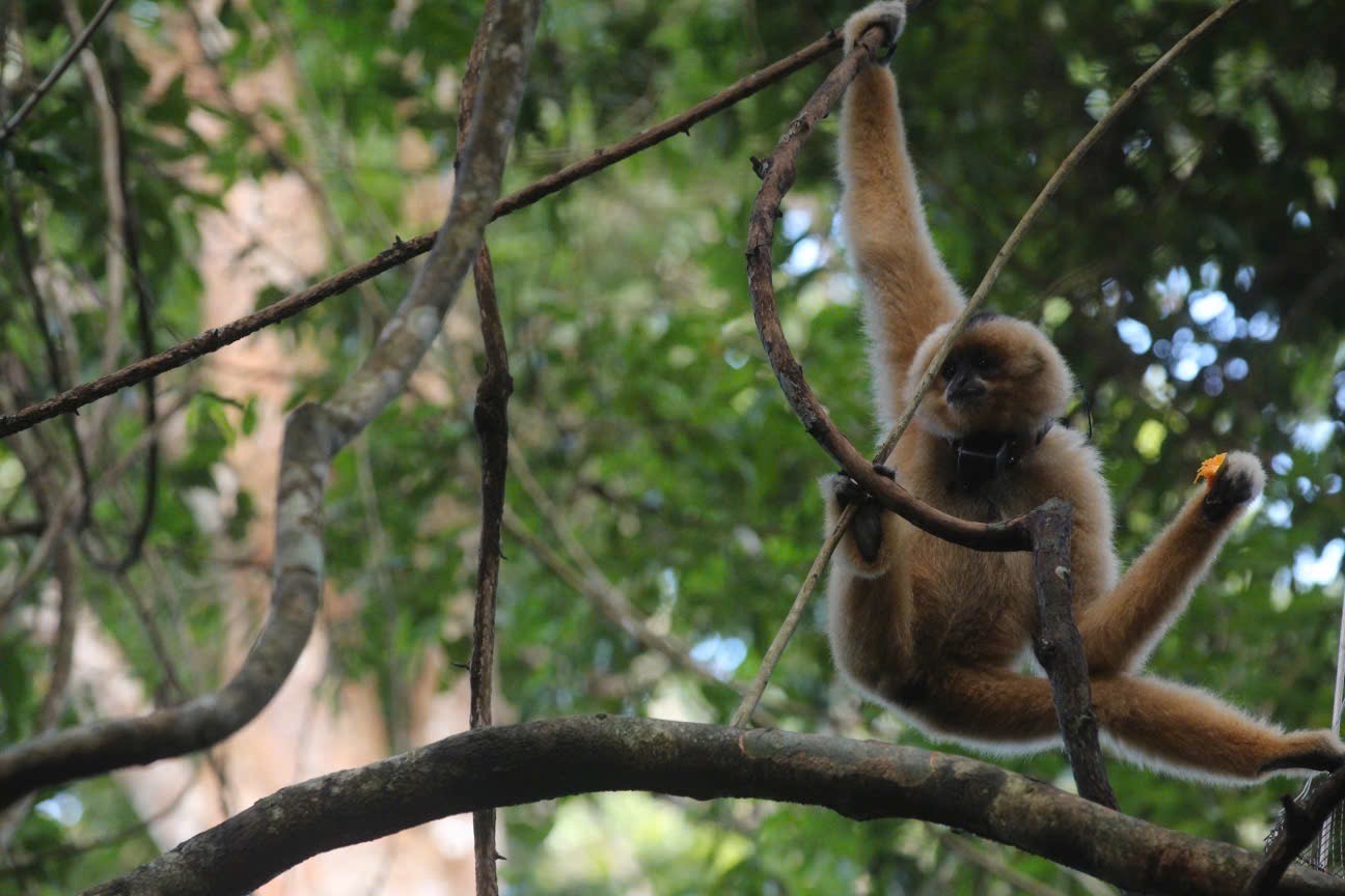 Kizzy's Family of Five Return to the Forest- Thanks to Support from ...